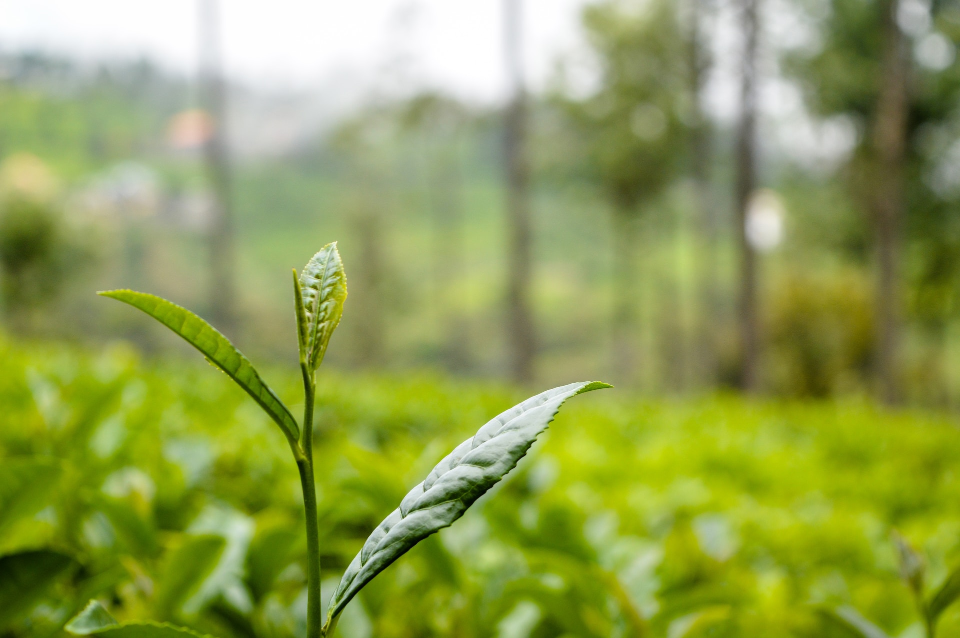 Tea Expertise and Management Ltd